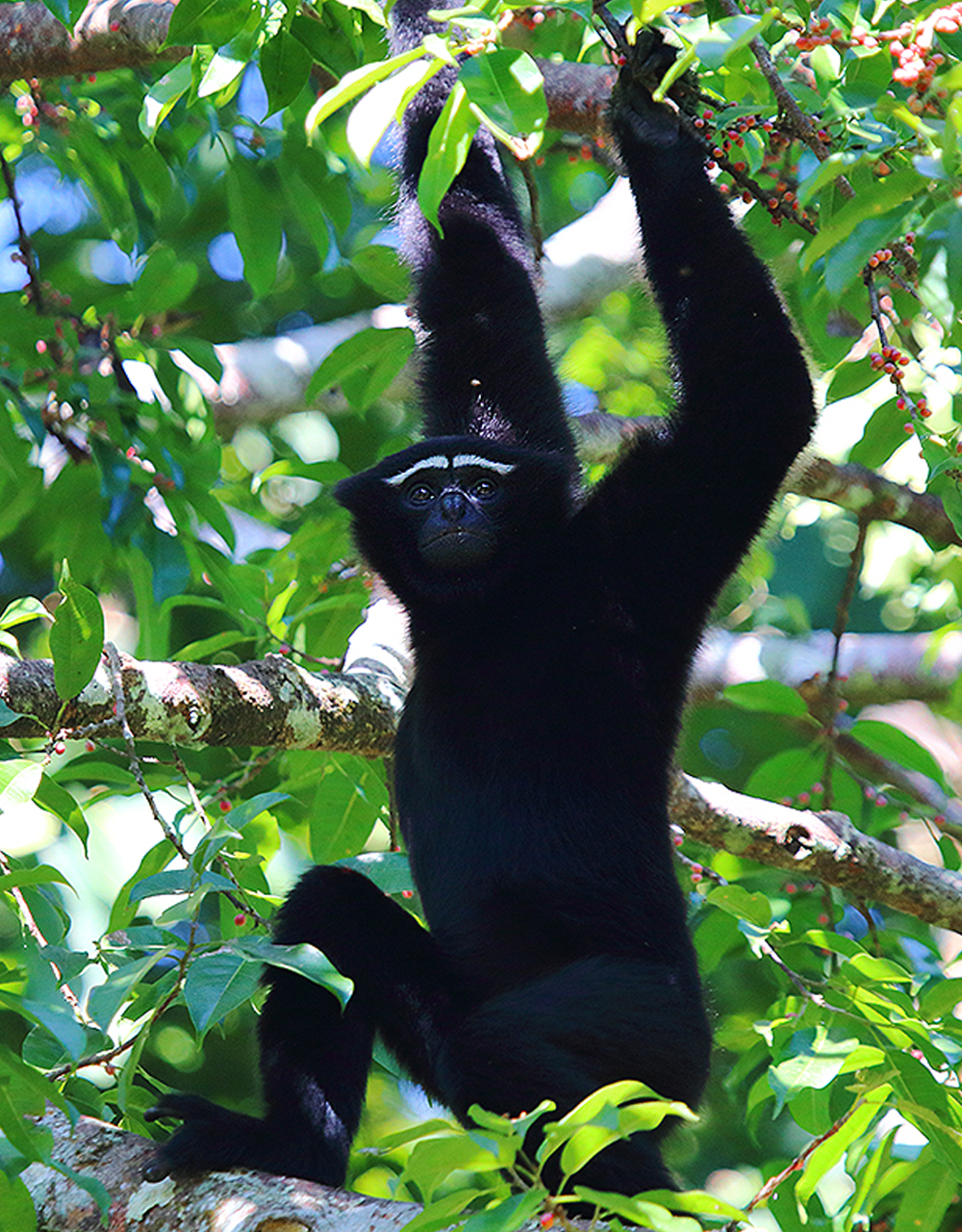 Welcome to the official website of Zoological Society of Assam